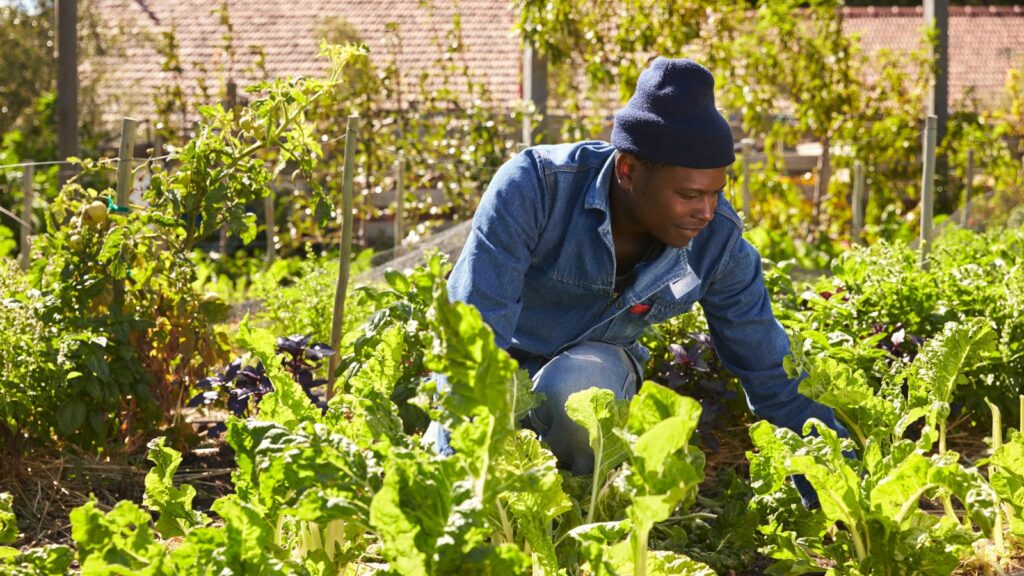 The Impact of Community Gardens on Sustainable Living: Advantages and ...